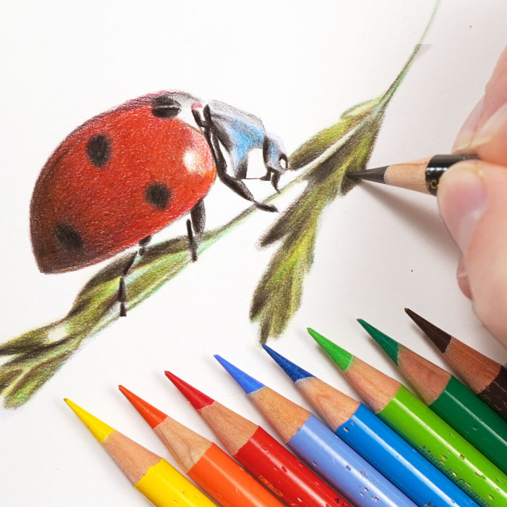 Coloured Pencils for Beginners – Gemma Chambers Art